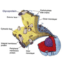 Oxford University Biomembrane Structure Unit | Biochemistry